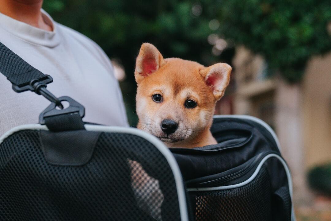 Top Doggy Carrier Options for Pet Owners – Pet Crates Direct