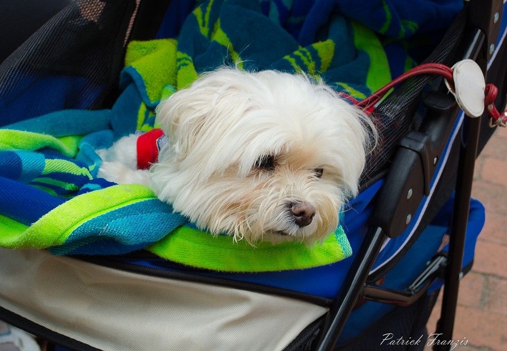 25 Most Useful Dog Pet Products – Pet Crates Direct