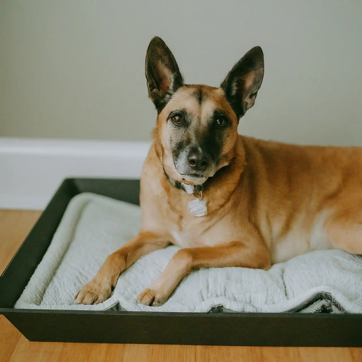 Why Upgrading Your Dog's Kennel Tray Can Make a Big Difference in Comf ...
