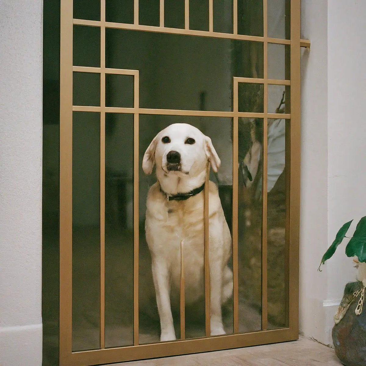 5 Essential Features to Look for in Dog Gates for Your Home – Pet ...