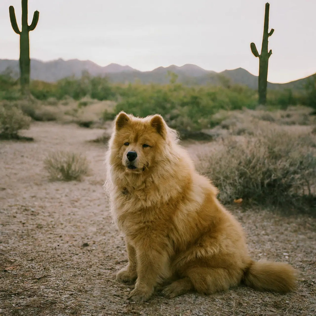 How to Care for Hypoallergenic Dogs in Nevada's Unique Environment ...