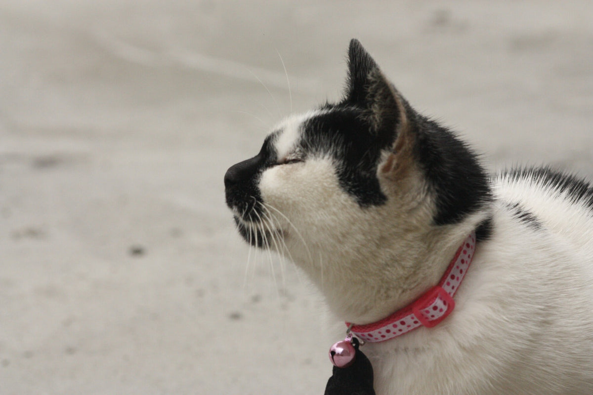 Top 6 Benefits of Getting a Cat Collar – Pet Crates Direct