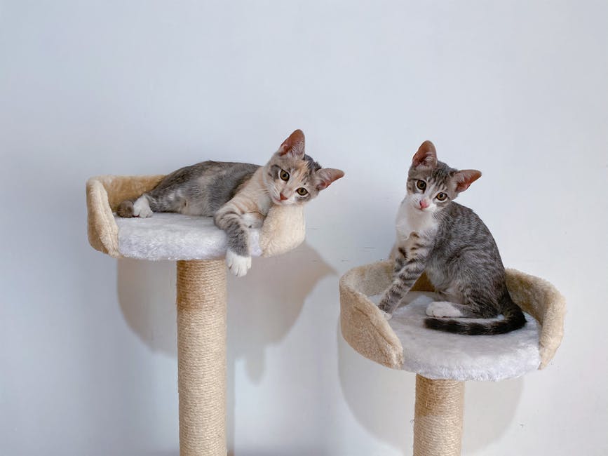 5 Tips for Choosing an Indoor Cat Playground for Your Pet – Pet Crates ...