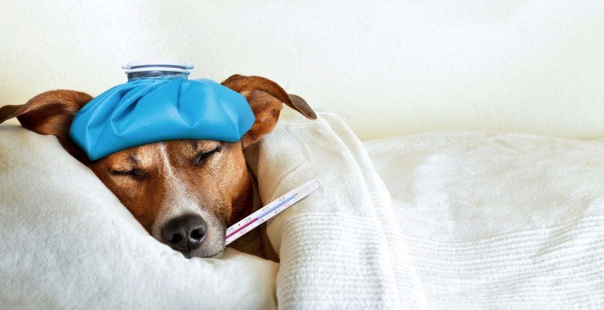 Worms, Bloating, Fleas and Other Common Ailments in Dogs – Pet Crates ...