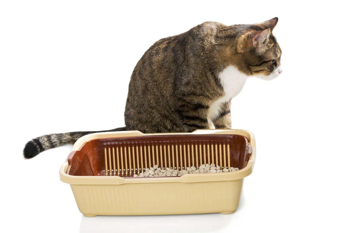 9 Hidden Litter Box Ideas for Cat Owners to Know – Pet Crates Direct