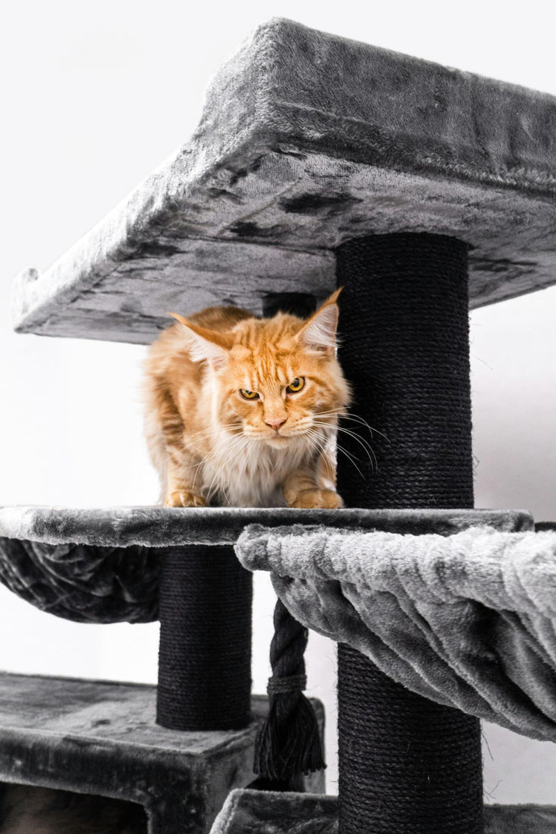 A Guide to the Best Large Cat Trees for Indoor Cats – Pet Crates Direct