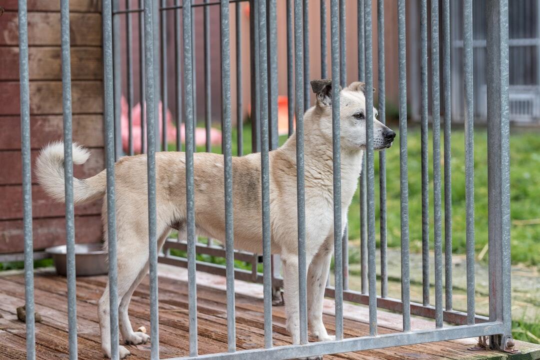 13 Tips for Choosing an Outdoor Dog Kennel with Roof Coverage – Pet ...