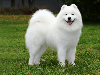 Samoyed – Fun Facts and Crate Size – Pet Crates Direct