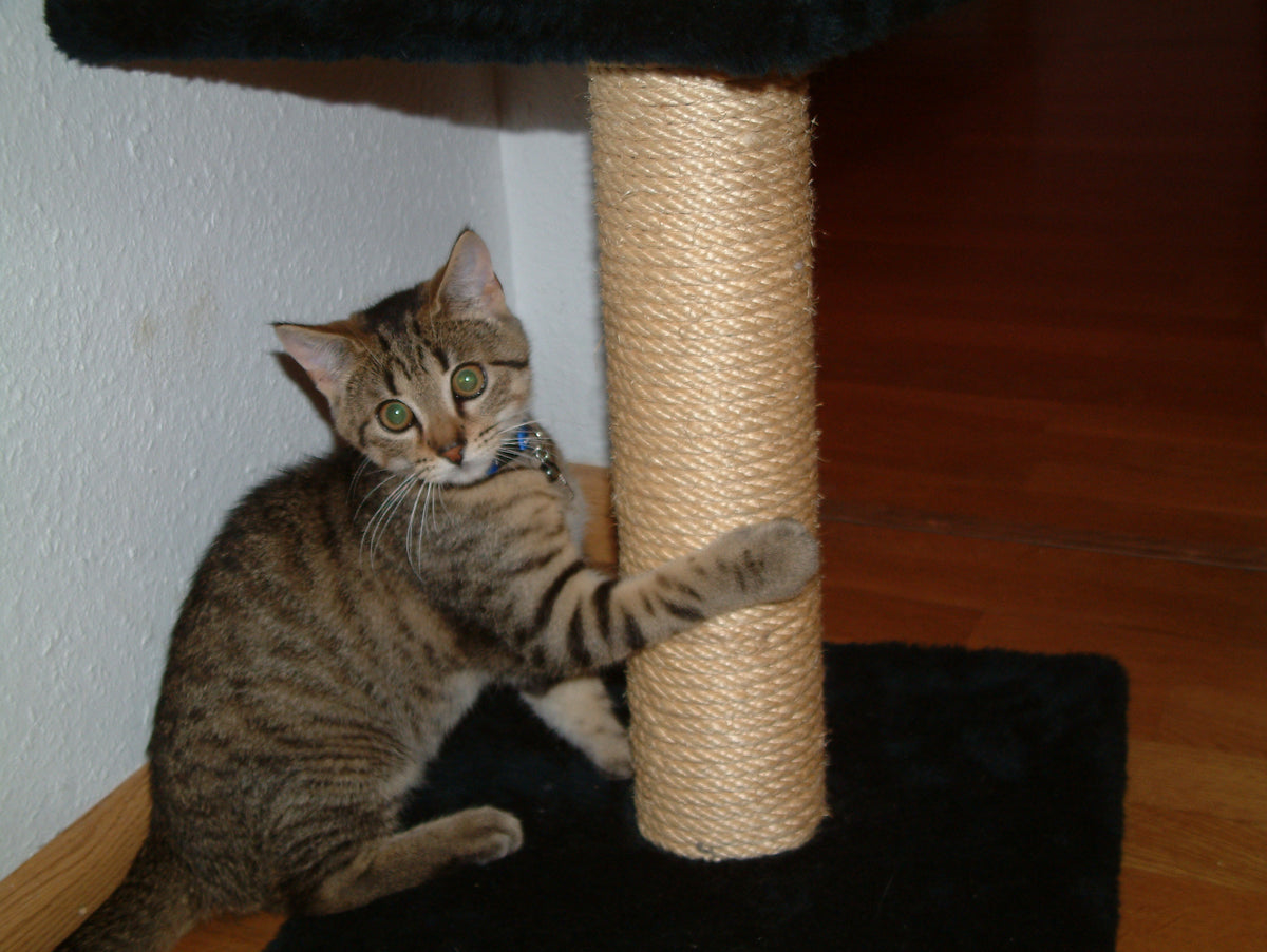 What is the Purpose of a Scratch Pole? – Pet Crates Direct